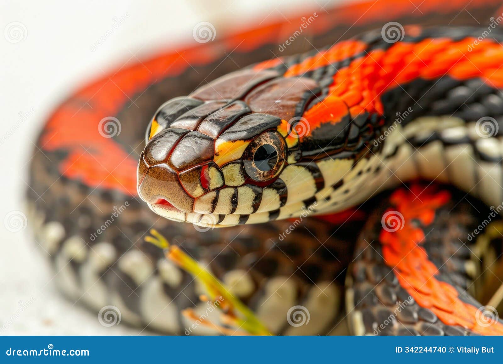 Garter Snake with Striking Stripes is Shown in Motion Elegantly ...