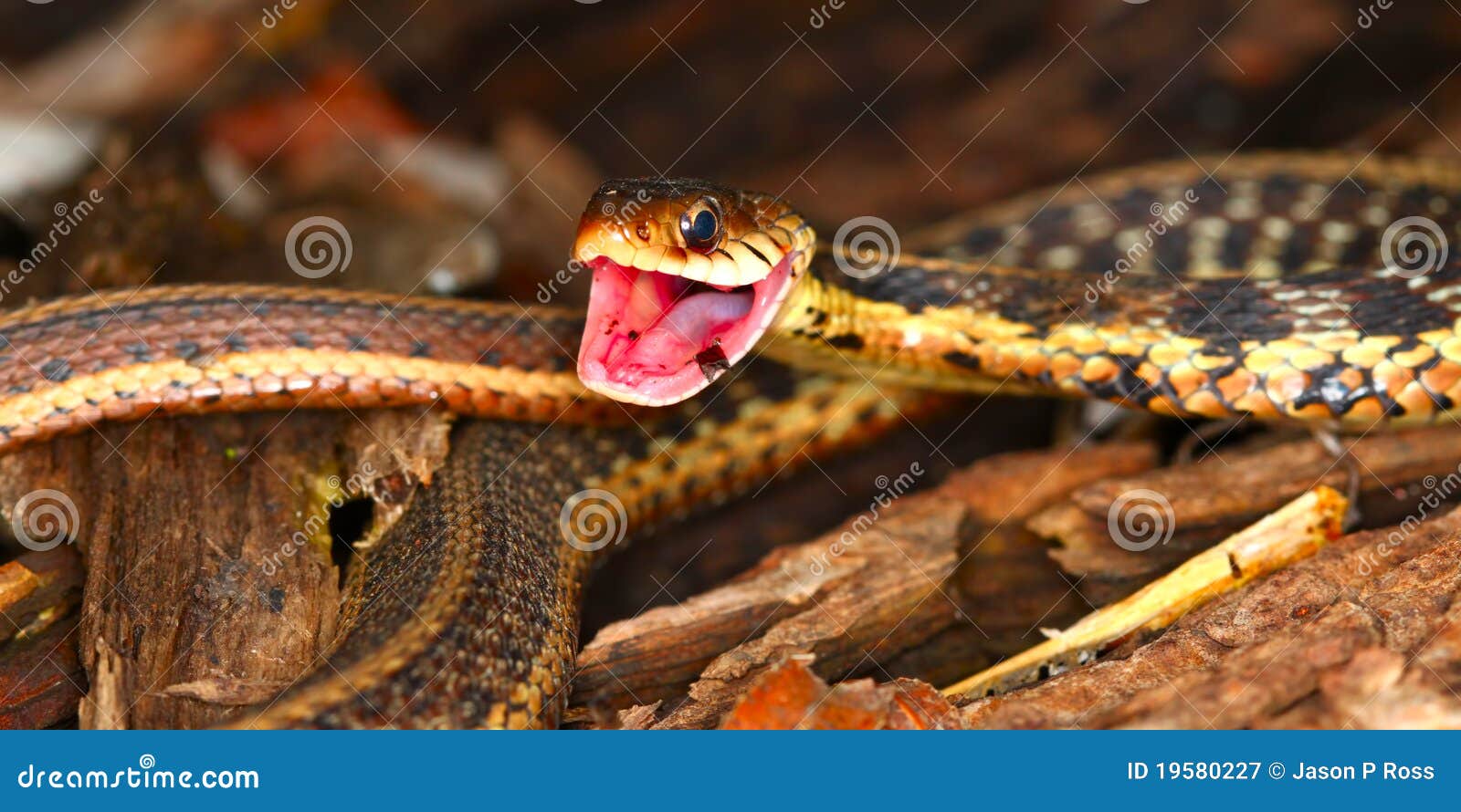 Garter Snake Teeth