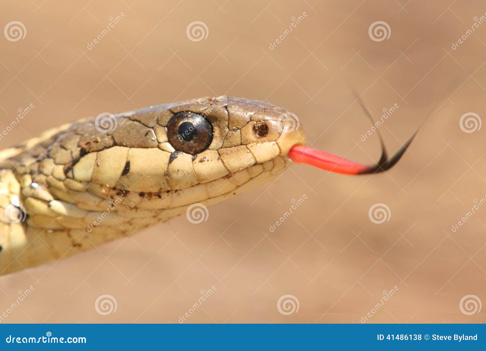 Garter Snake (Thamnophis Sirtalis) Stock Photo - Image of snakes, green ...