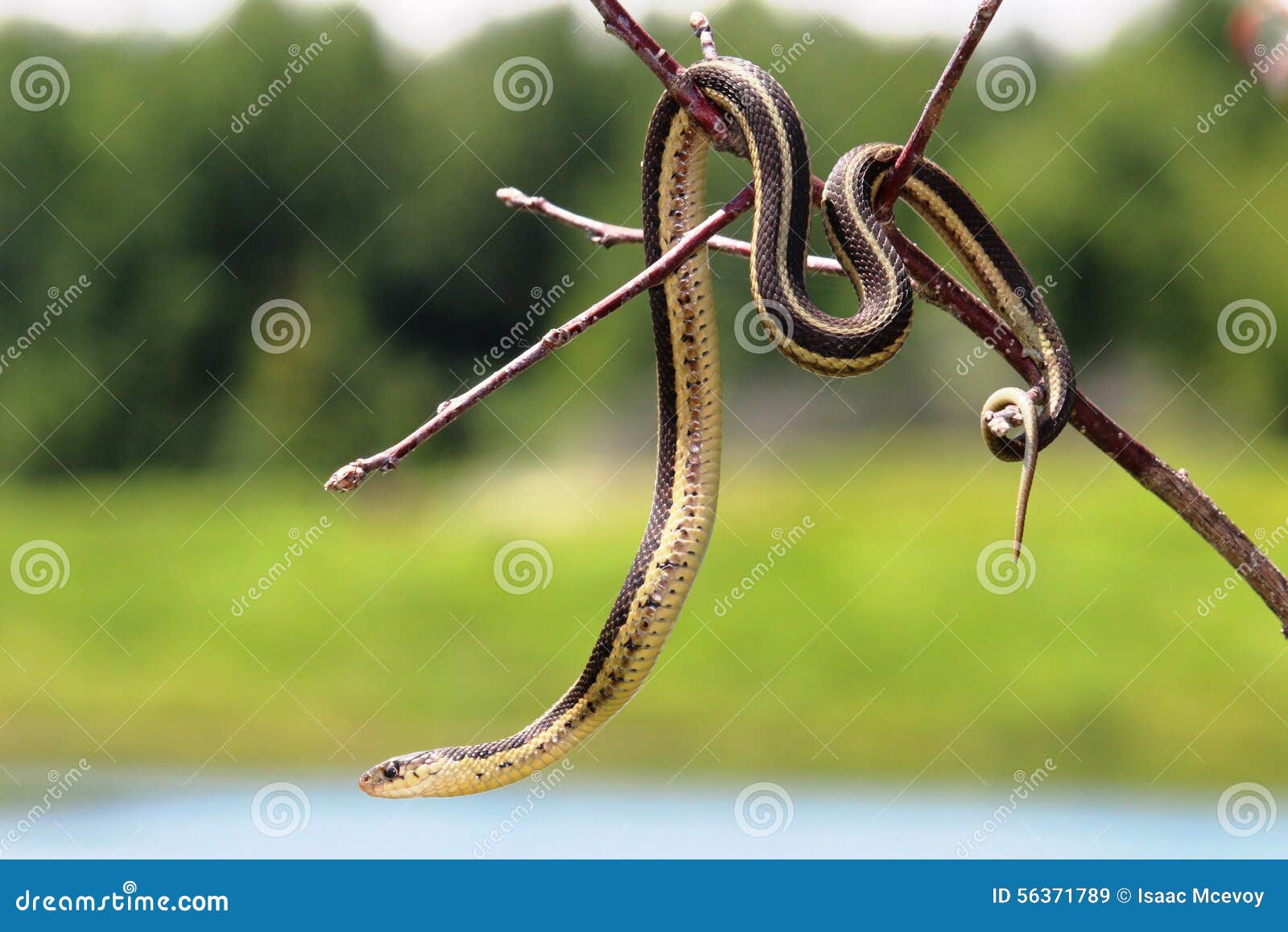 Garter Snake stock image. Image of scale, slither, yellow - 56371789