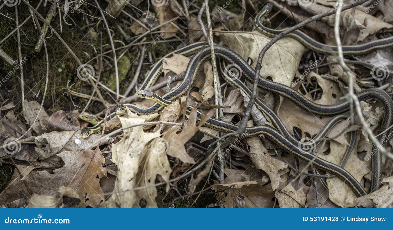 Garter Snakes And Broom Royalty-Free Stock Photography | CartoonDealer ...