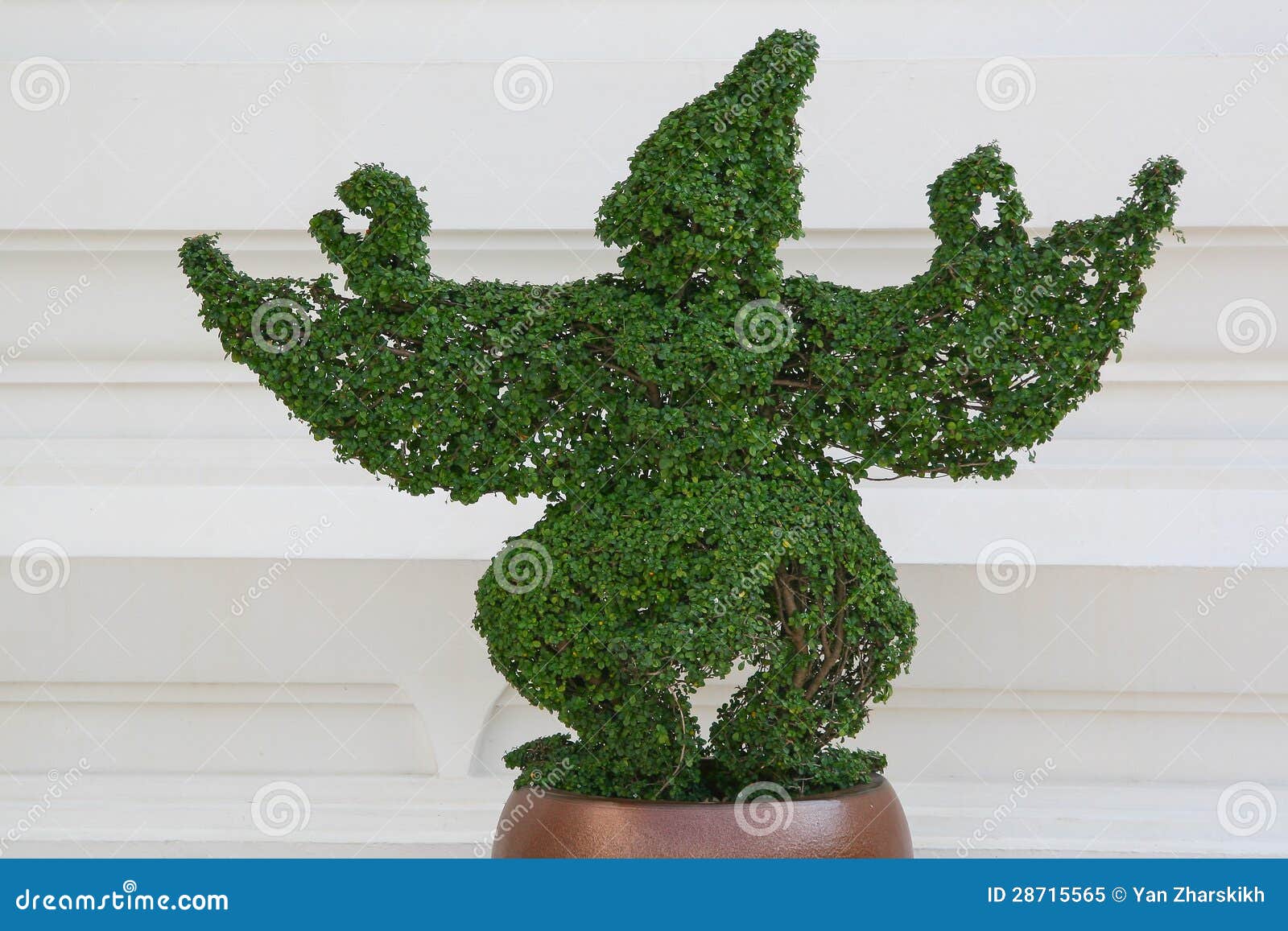 Garuda Bush (plant) stock image. Image of monastery, blue - 28715565
