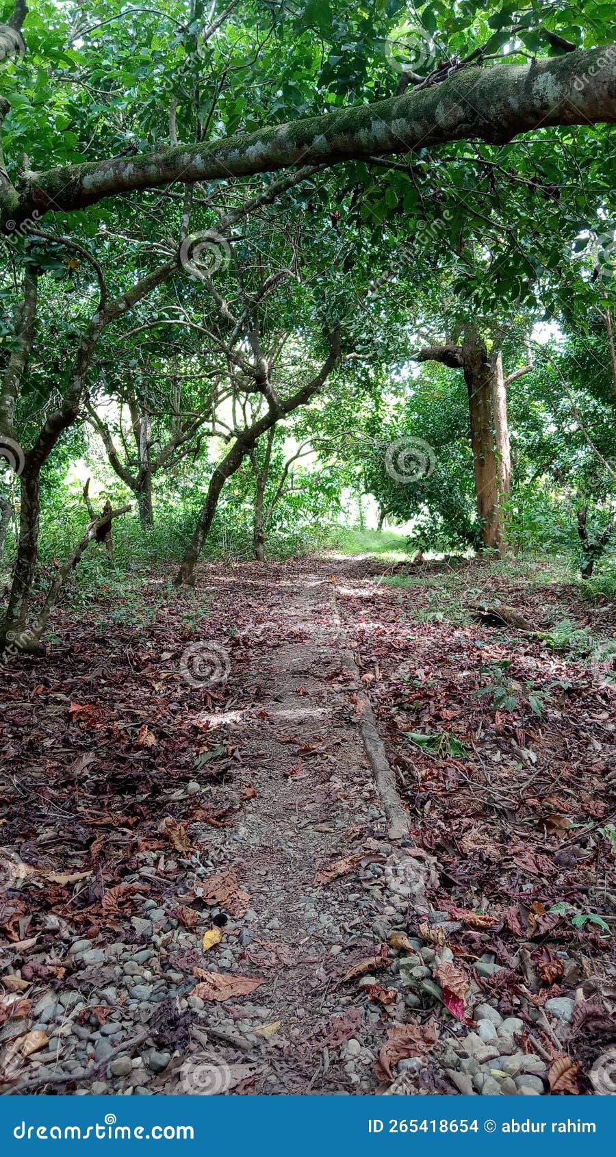Garuda Hair Plantation is Green Stock Photo - Image of tree, garden ...