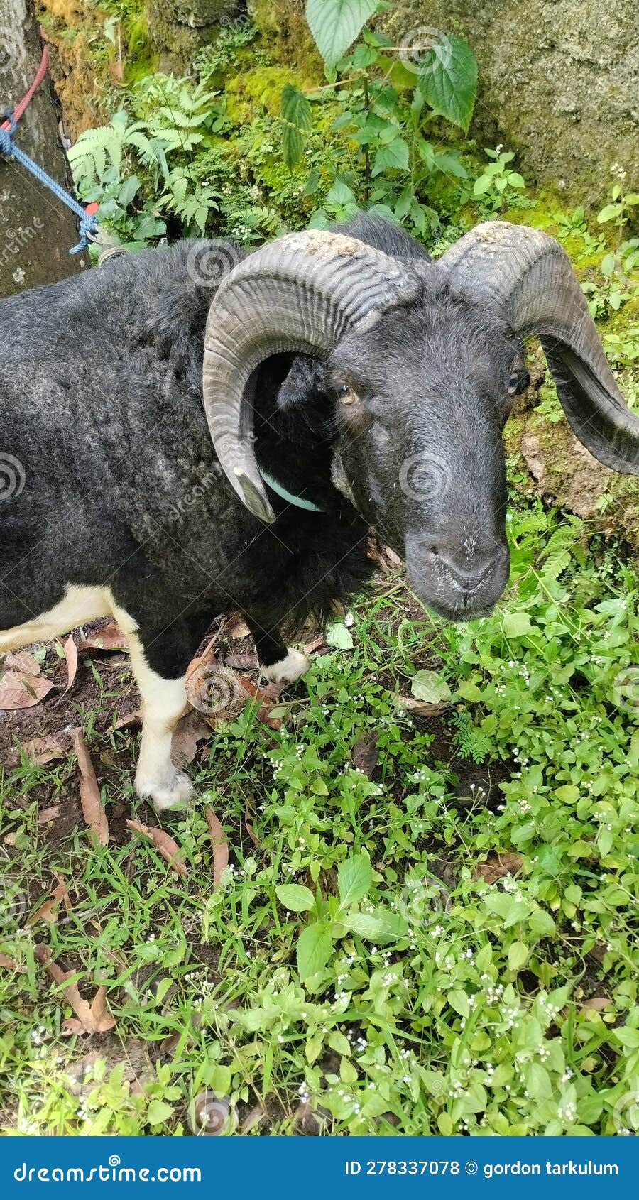 Sheep Dashing Stock Photos - Free & Royalty-Free Stock Photos from ...