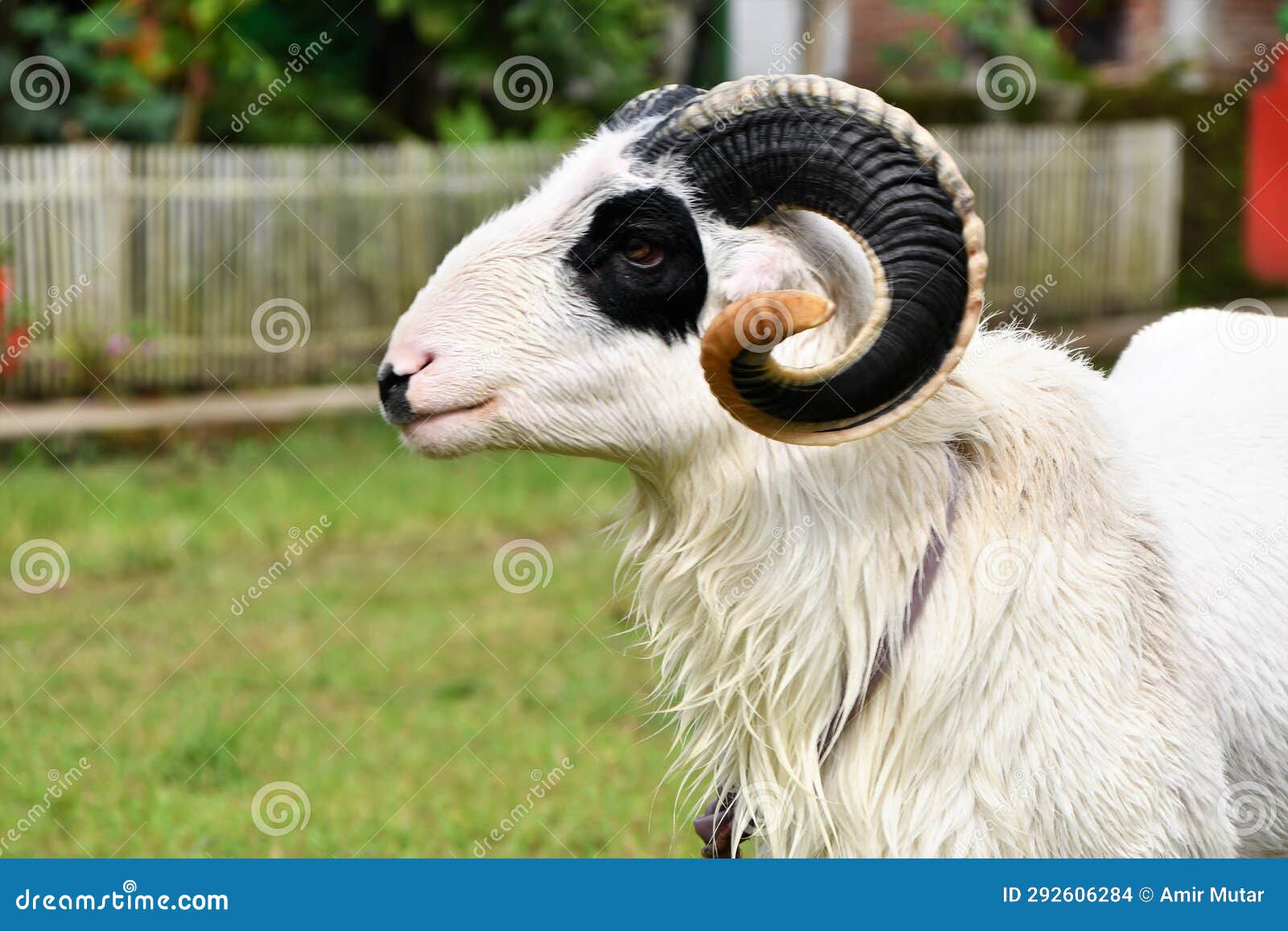 Garut Sheep stock photo. Image of bull, horn, herd, pasture - 292606284