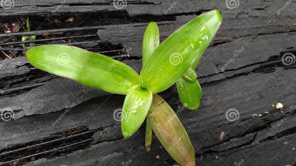 Garut, West Java. Indonesia - 4 December 2024. Beautiful Grass Grows on ...