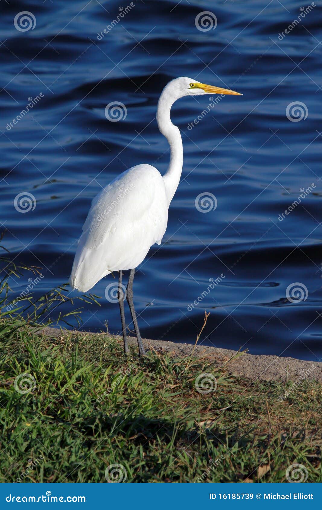 Garza imagen de archivo. Imagen de migratorio, travieso - 16185739