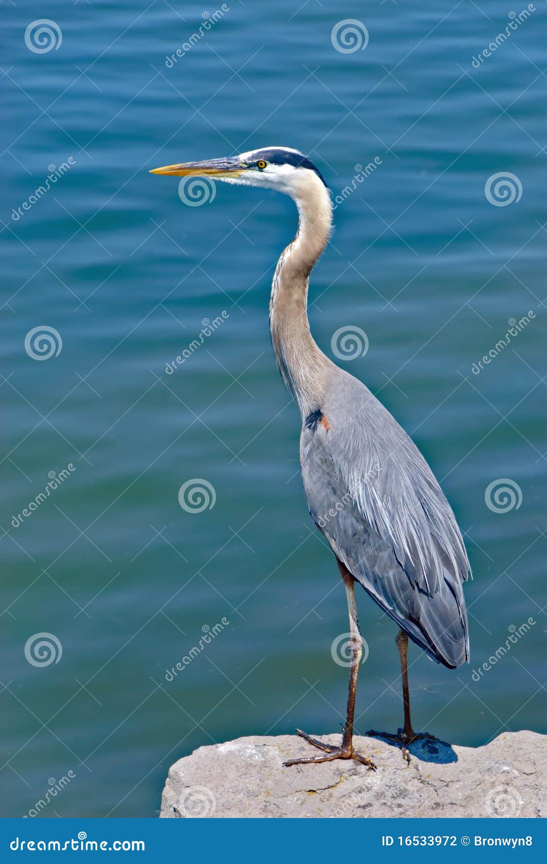 Garza azul foto de archivo. Imagen de standing, animal - 16533972