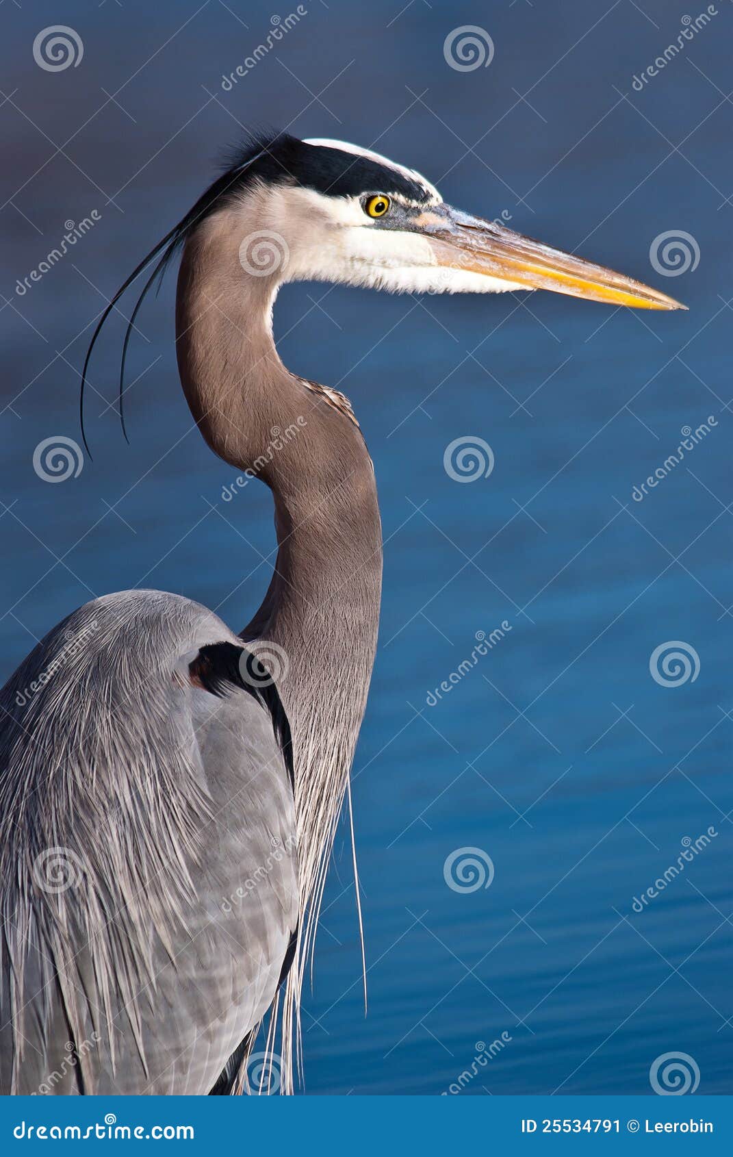 Garza Azul, Herodias Del Ardea Imagen de archivo - Imagen de blanco ...