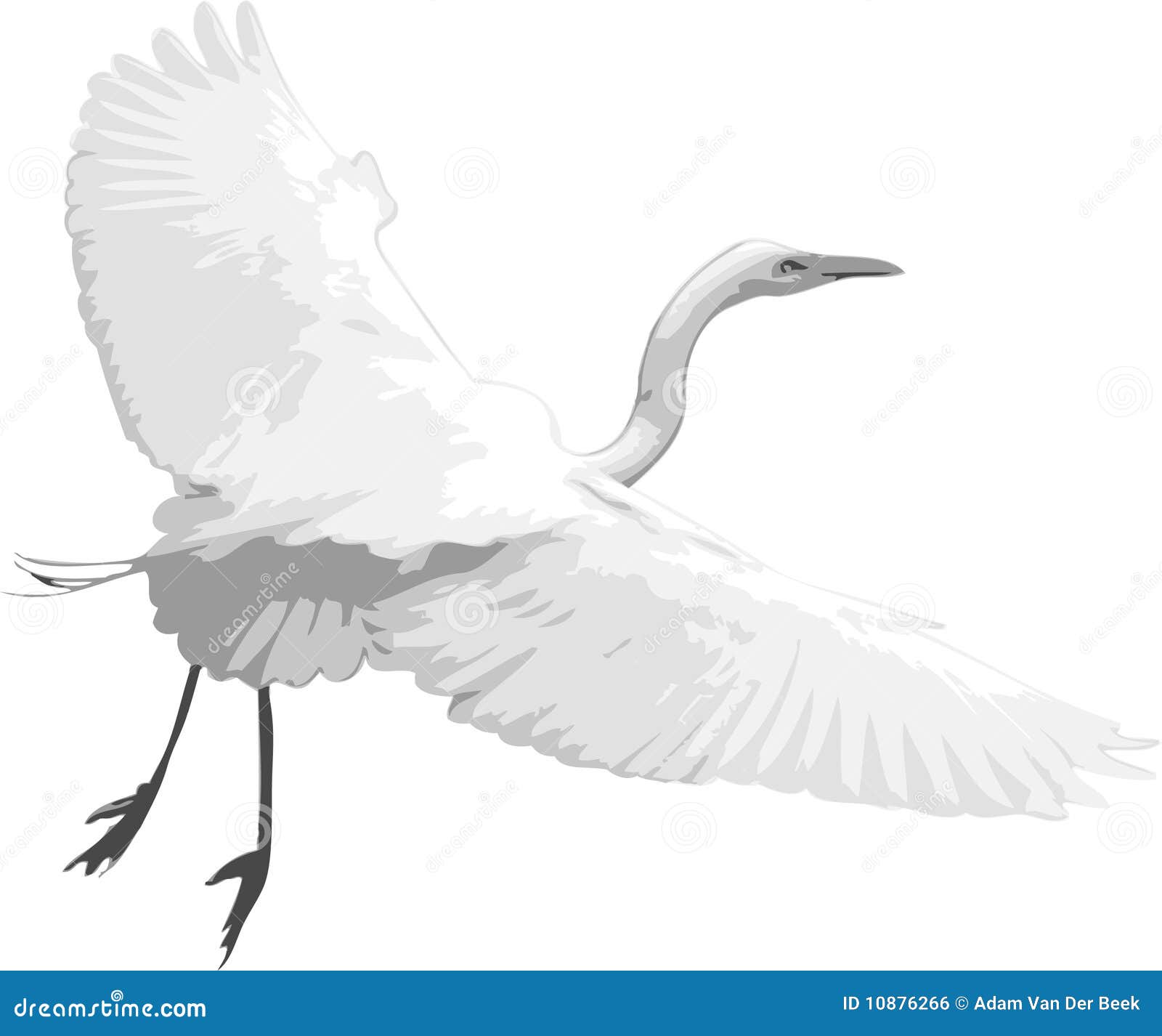 Garza Blanca Que Toma Vuelo Stock de ilustración - Ilustración de ...