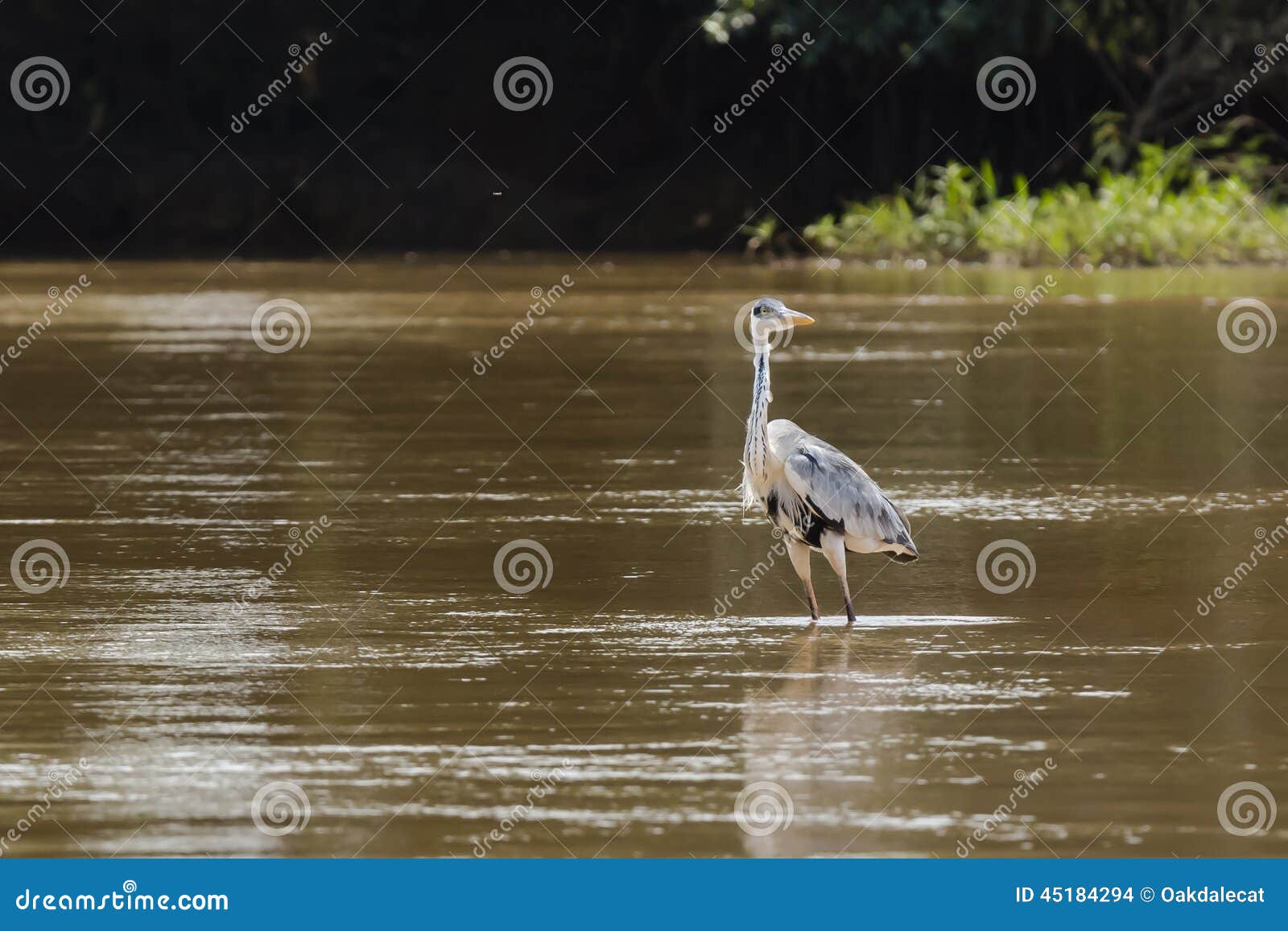 Garza De Cocoi Que Vadea En Muddy River Foto de archivo - Imagen de ...