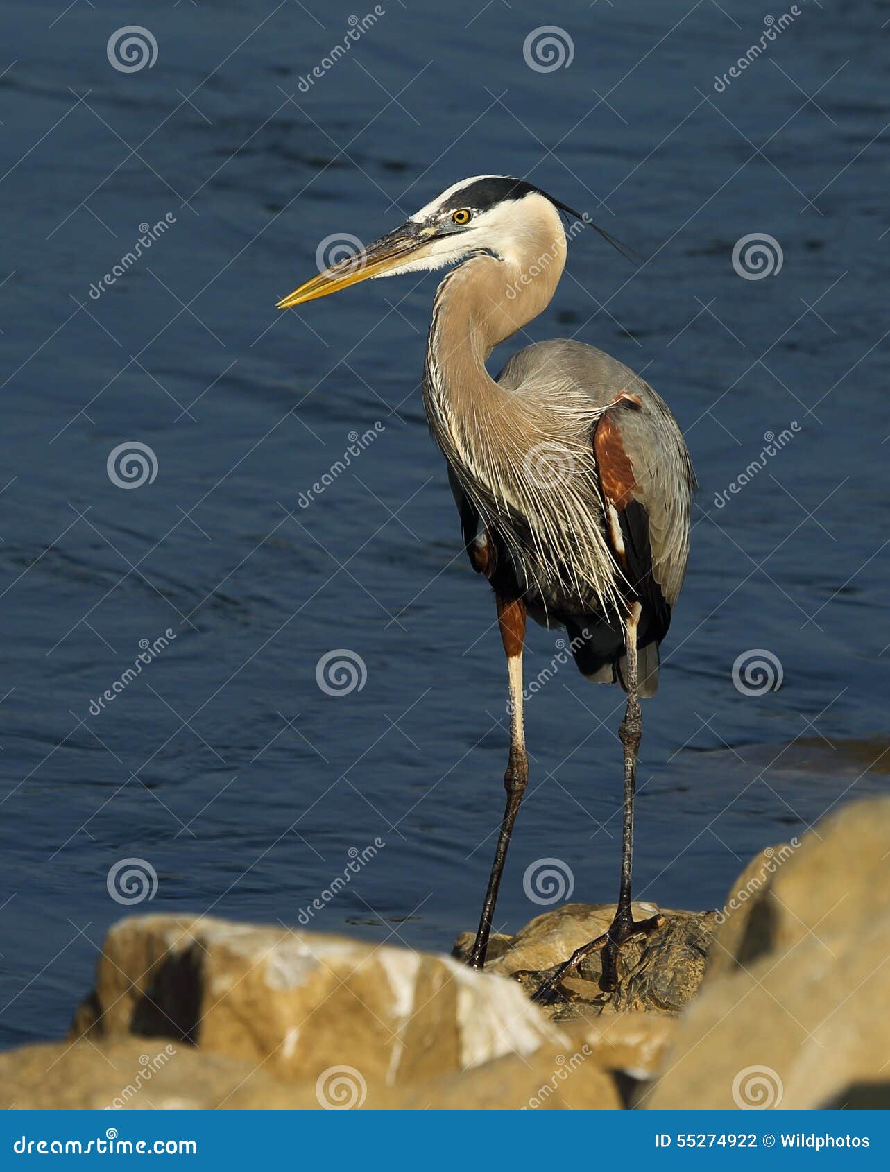 Garza de gran azul foto de archivo. Imagen de animal - 55274922