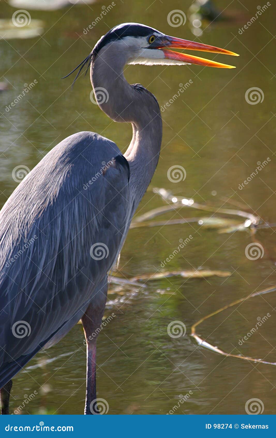 Garza de gran azul foto de archivo. Imagen de cuenta, cubo - 98274