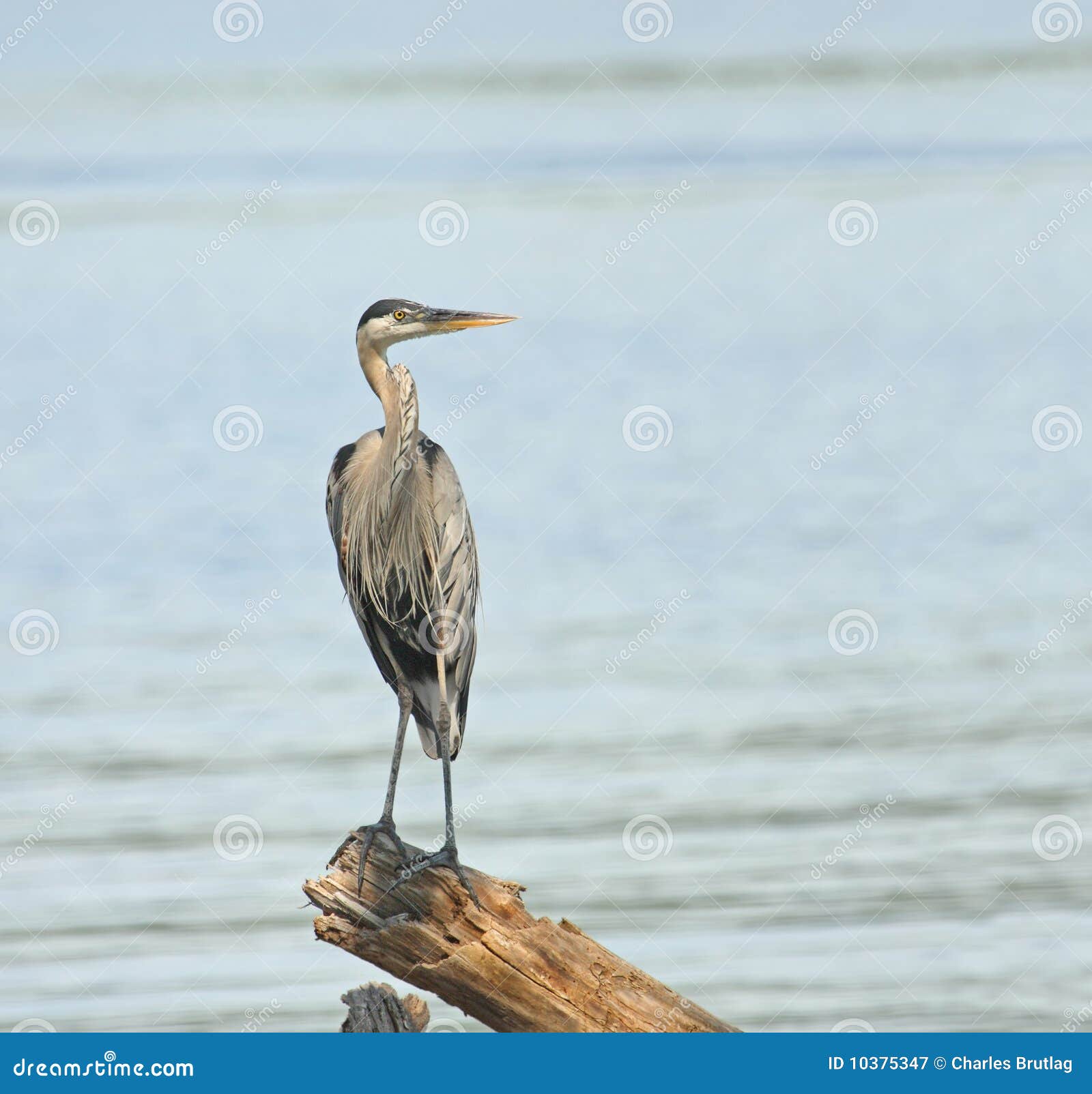 Garza De Gran Azul (herodias Del Ardea) Imagen de archivo - Imagen de ...