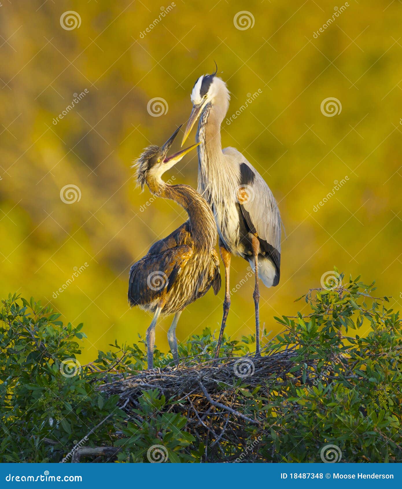 Garza De Gran Azul, Herodias Del Ardea Foto de archivo - Imagen de ...