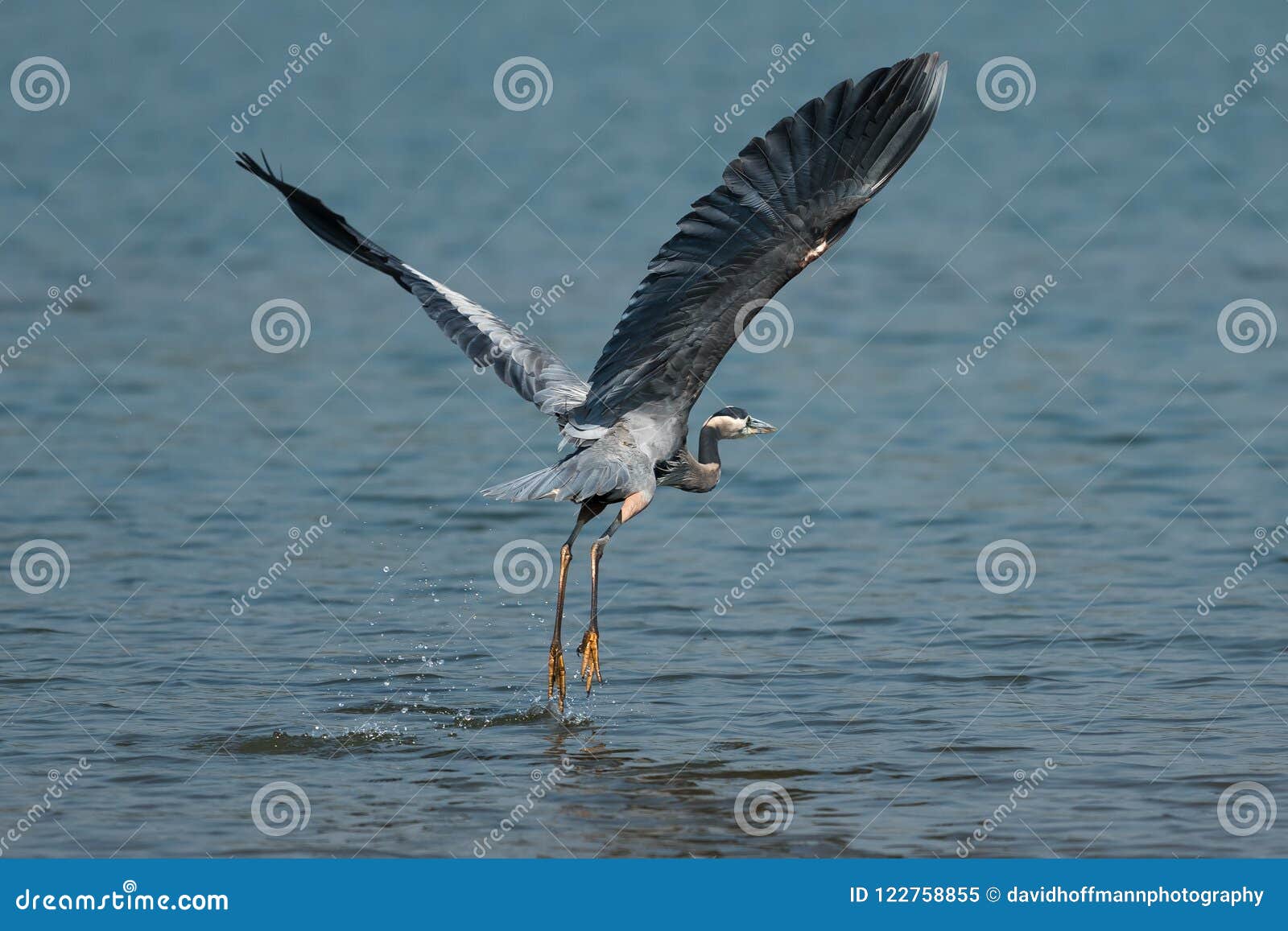 Garza De Gran Azul Que Saca Del Lago Imagen de archivo - Imagen de ...