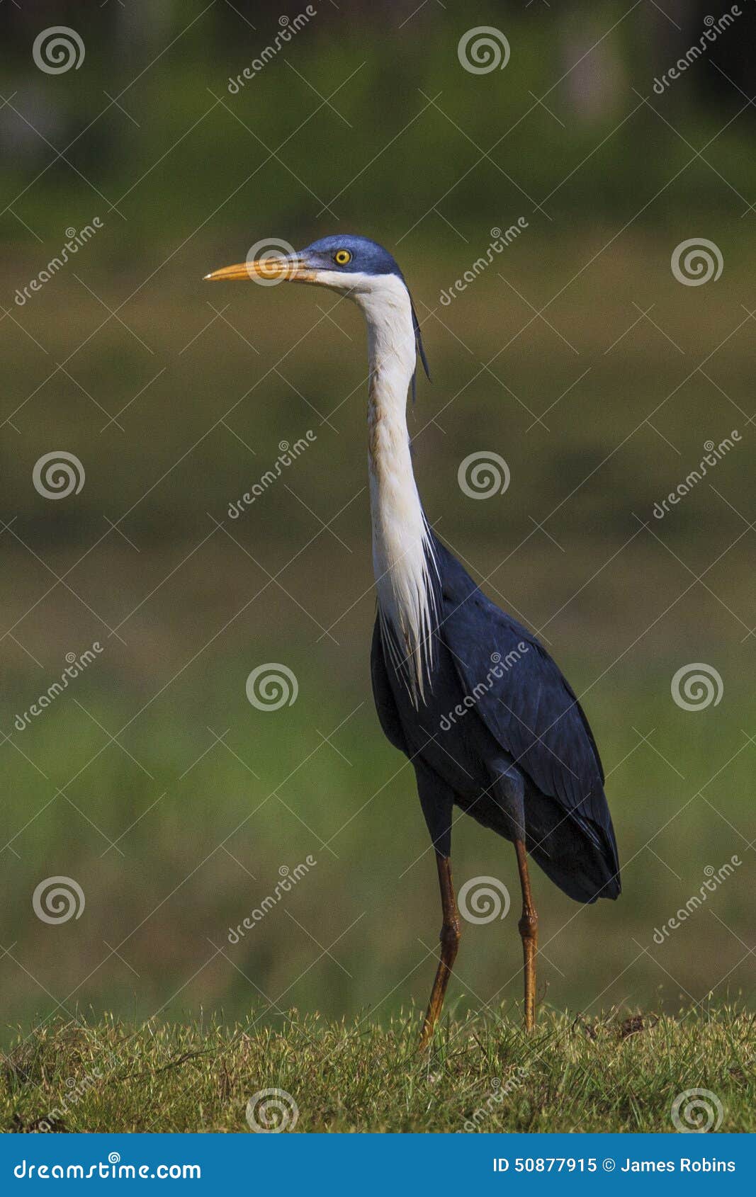 Garza de varios colores imagen de archivo. Imagen de territorio - 50877915