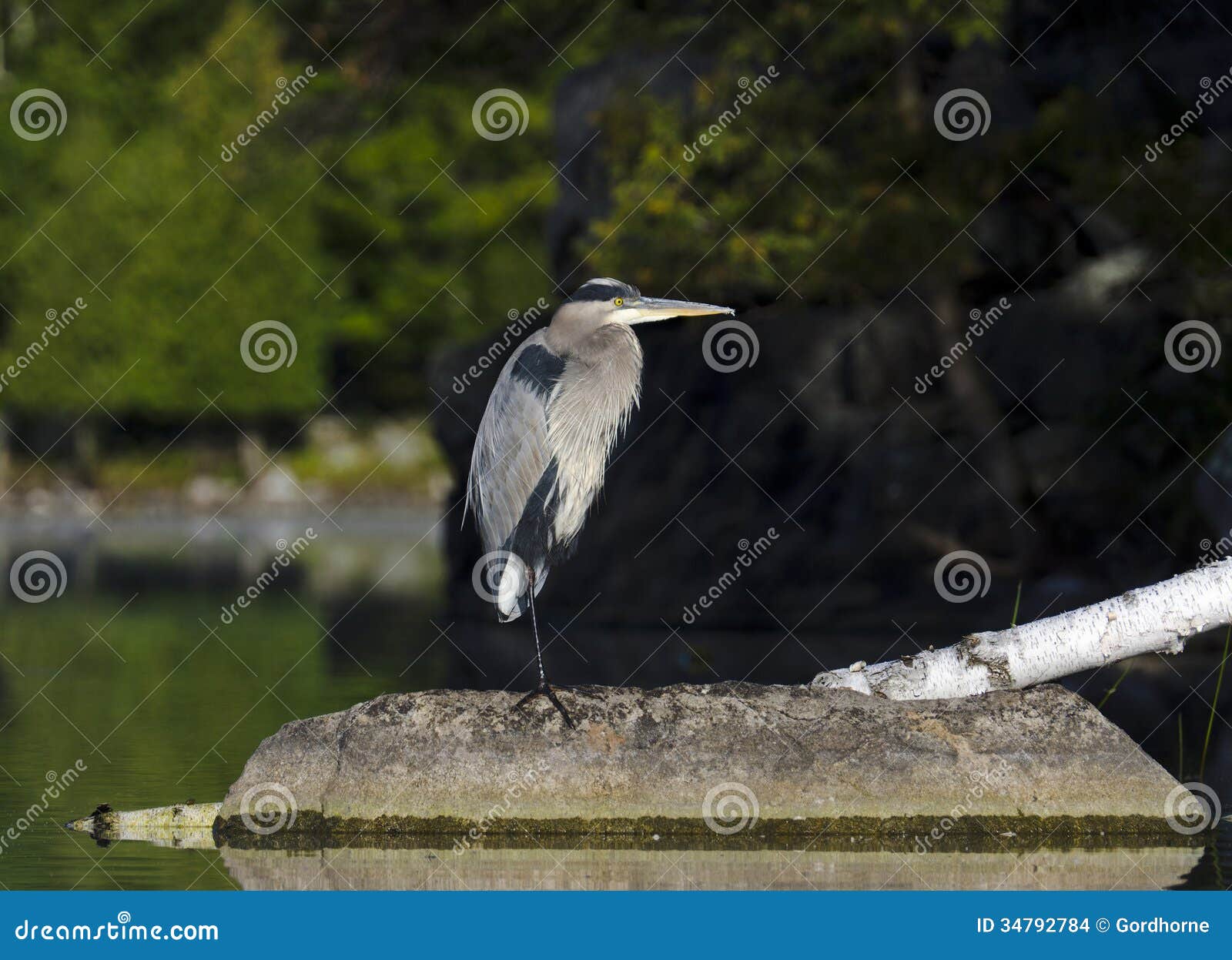 Garza en el desierto foto de archivo. Imagen de rocas - 34792784