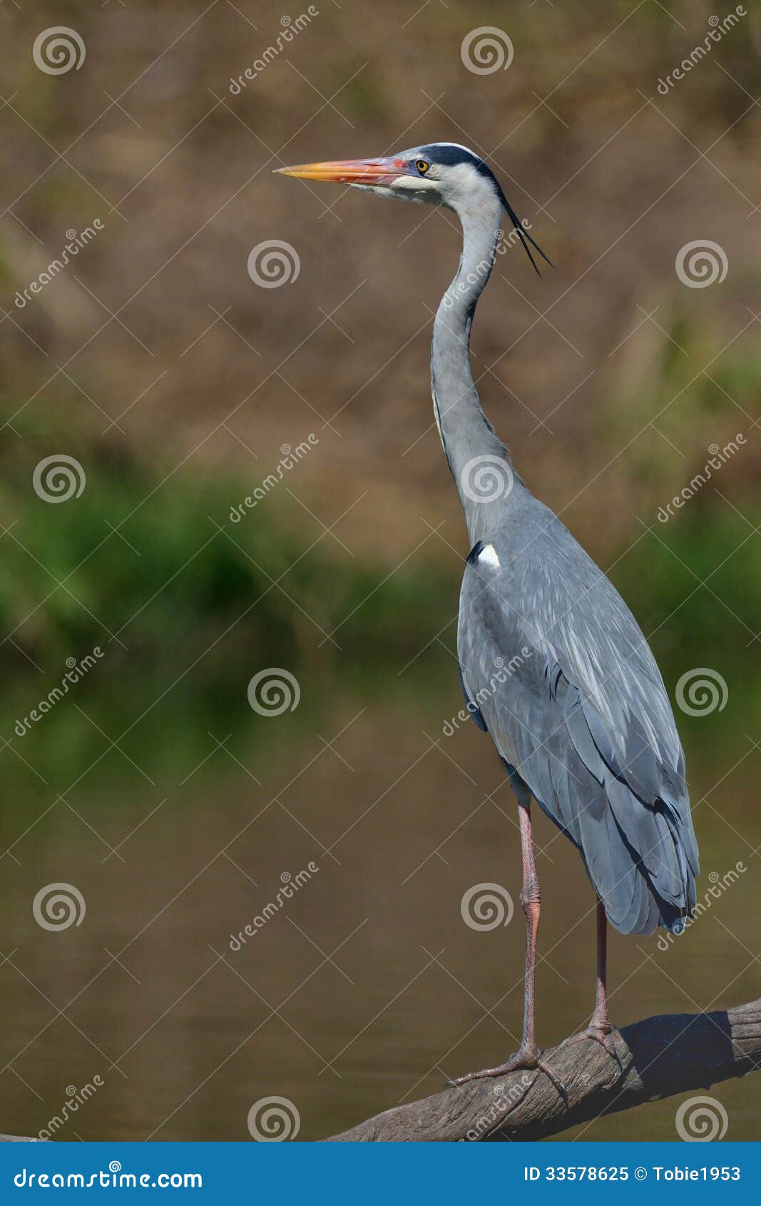 Garza gris imagen de archivo. Imagen de kruger, gris - 33578625