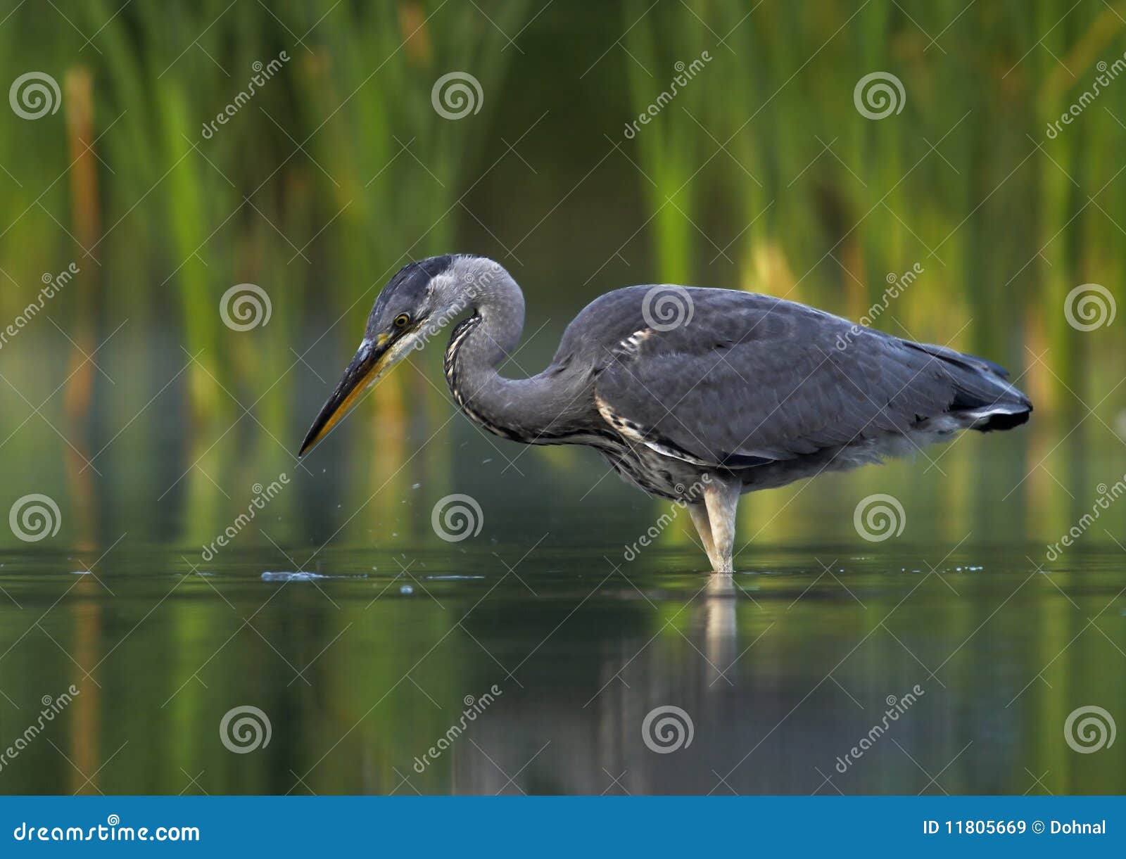 Garza gris (ardea cinerea) imagen de archivo. Imagen de gris - 11805669