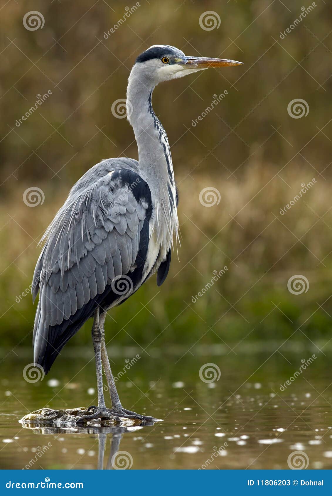 Garza gris (Ardea cinerea) imagen de archivo. Imagen de animal - 11806203