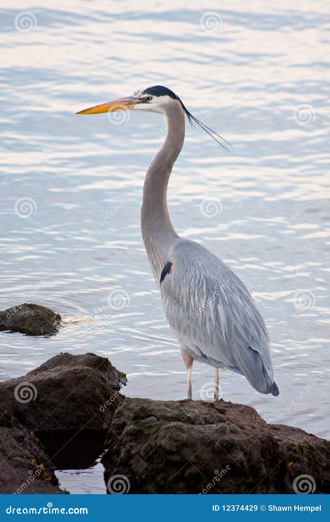 Garza gris (Ardea cinerea) imagen de archivo. Imagen de azul - 12374429