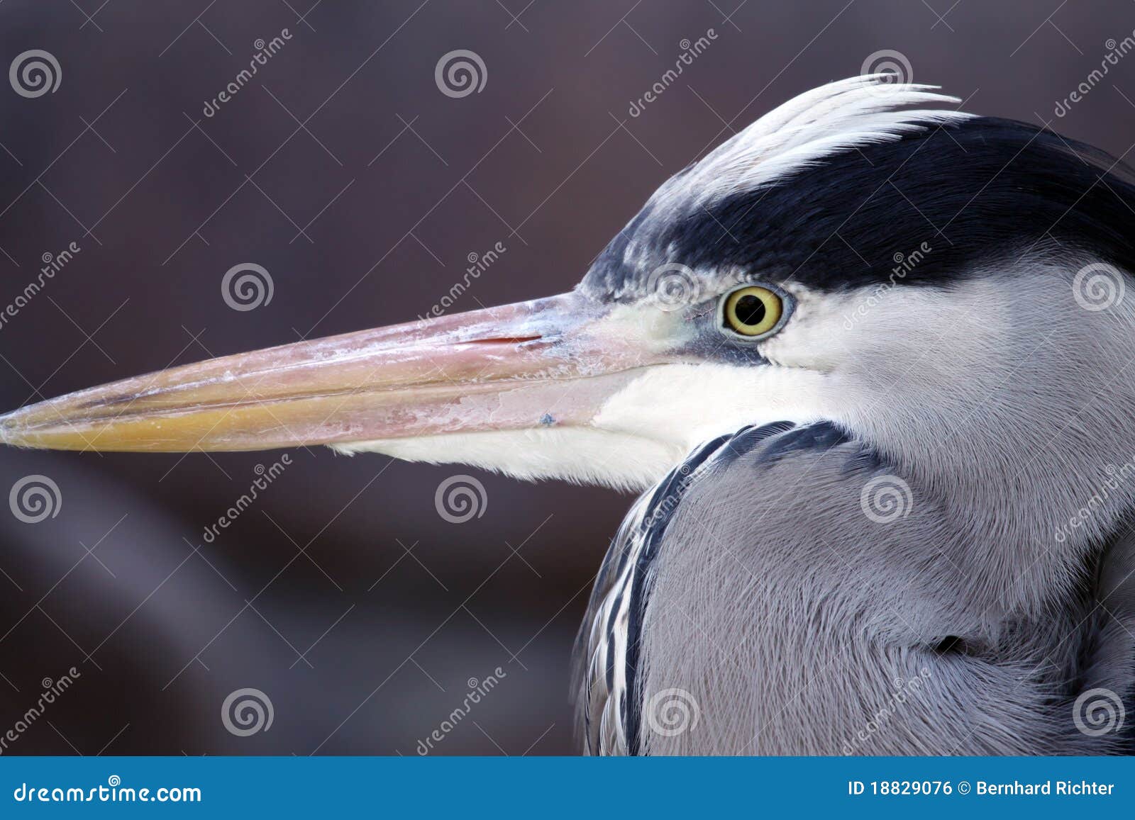 Garza gris (Ardea Cinerea) foto de archivo. Imagen de recorrido - 18829076