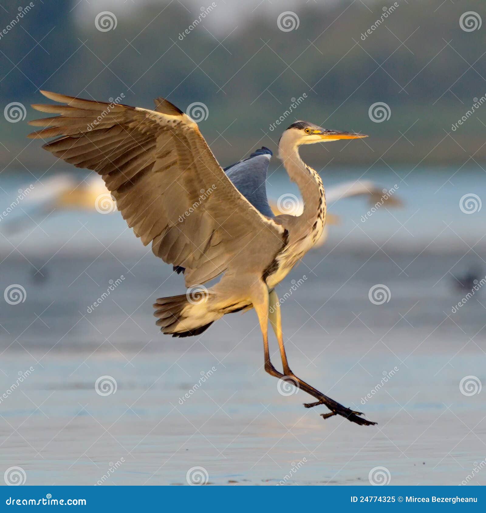 Garza gris (ardea cinerea) imagen de archivo. Imagen de delta - 24774325