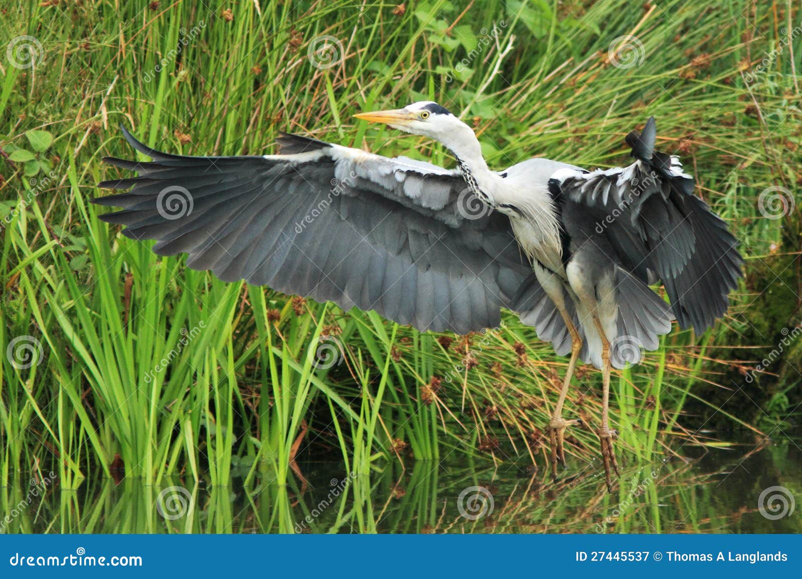 Garza gris (Ardea cinerea) imagen de archivo. Imagen de emplumado ...