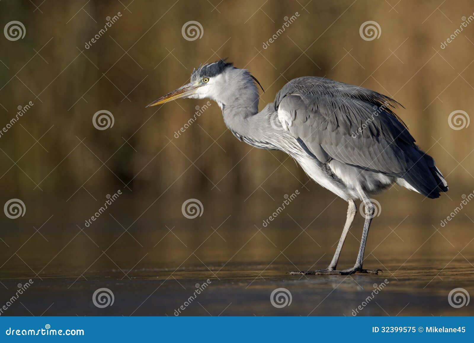 Garza gris, Ardea cinerea imagen de archivo. Imagen de gris - 32399575