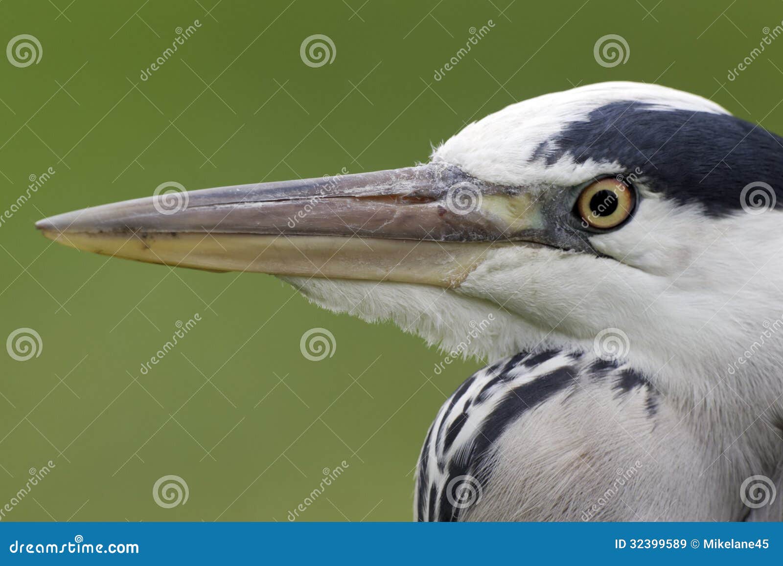 Garza gris, Ardea cinerea imagen de archivo. Imagen de estuario - 32399589