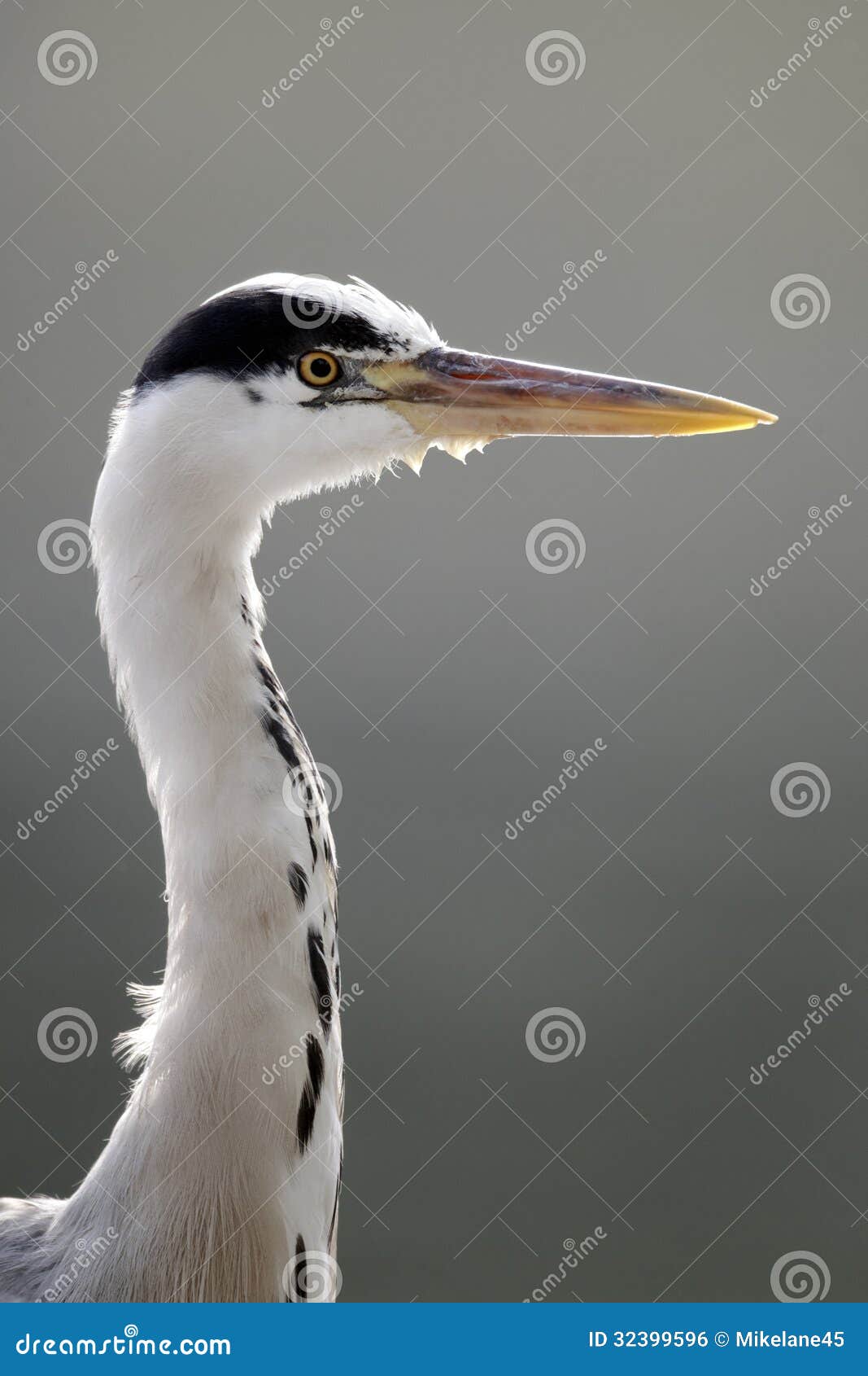 Garza gris, Ardea cinerea foto de archivo. Imagen de parques - 32399596