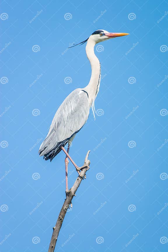 Garza gris, Ardea cinerea foto de archivo. Imagen de cubo - 39833756