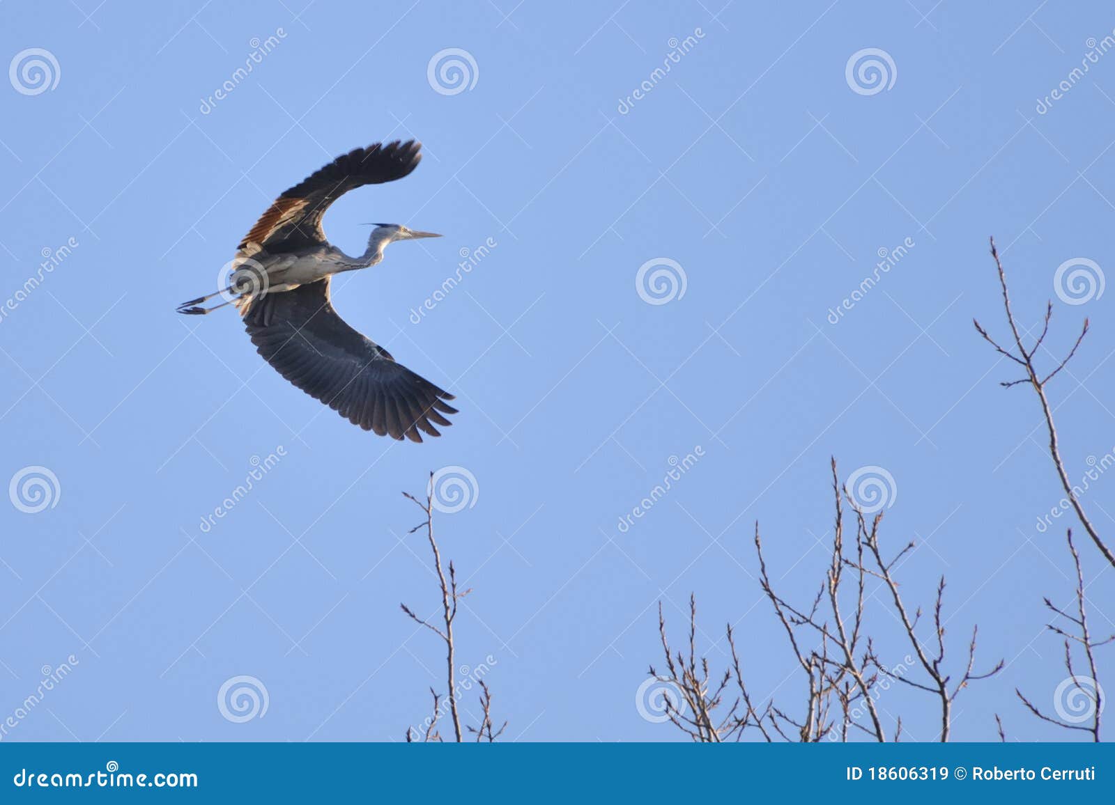 Garza Gris (Ardea Cinerea) En Vuelo Imagen de archivo - Imagen de vuelo ...