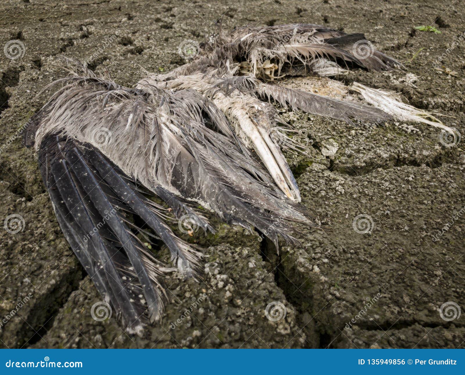 Garza Muerta En El Lago Desecado Foto de archivo - Imagen de agua ...