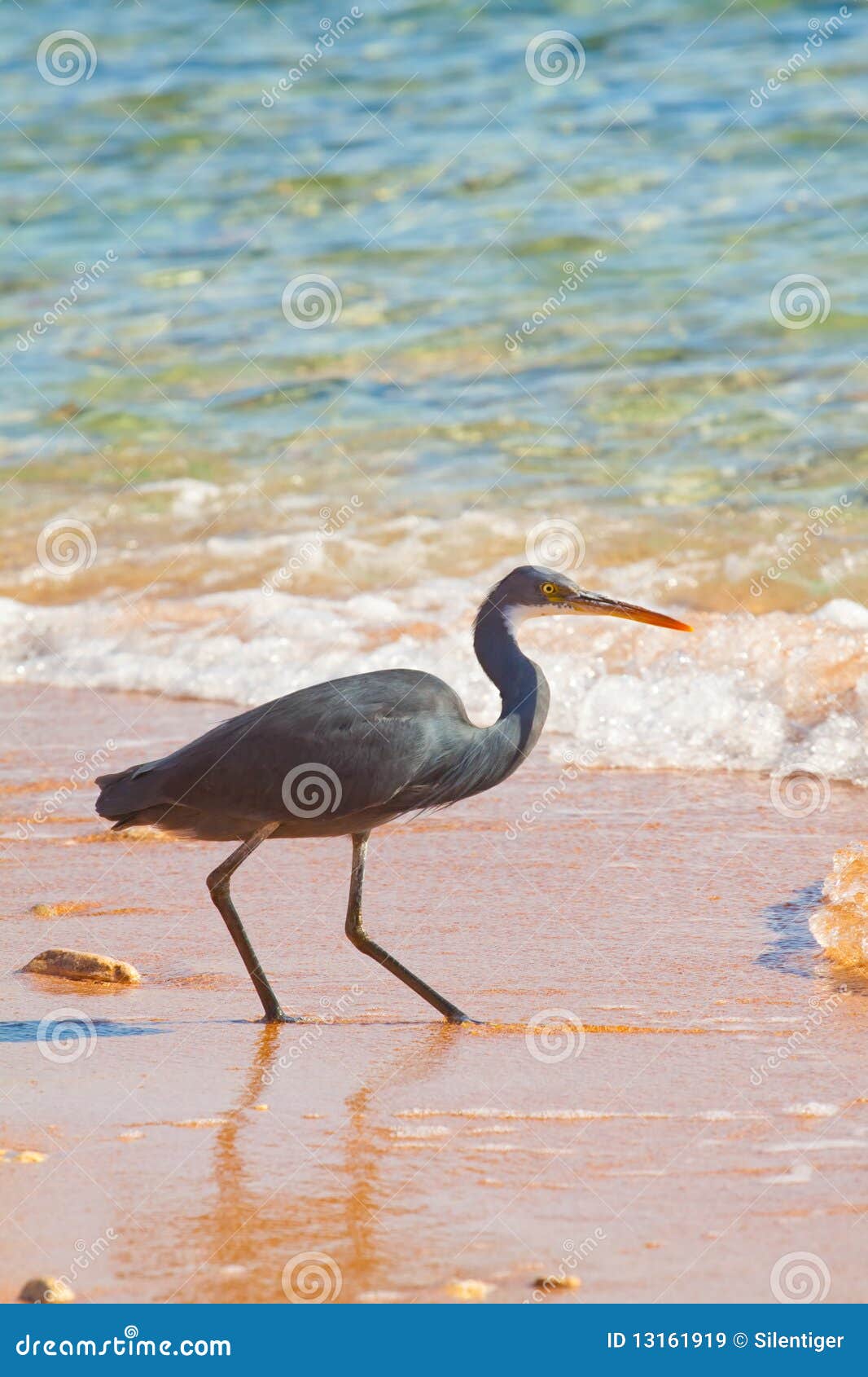 Garza negra imagen de archivo. Imagen de animal, apacible - 13161919