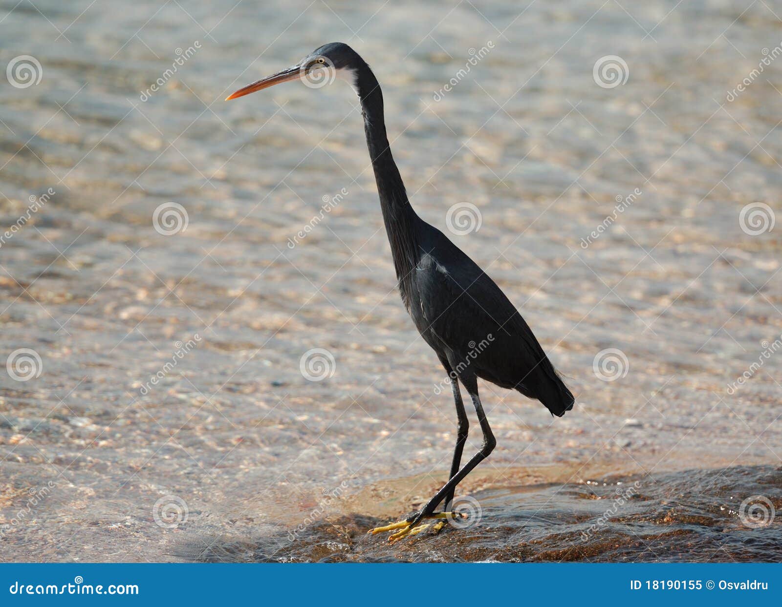 Garza Negra Foto de archivo libre de regalías - Imagen: 18190155