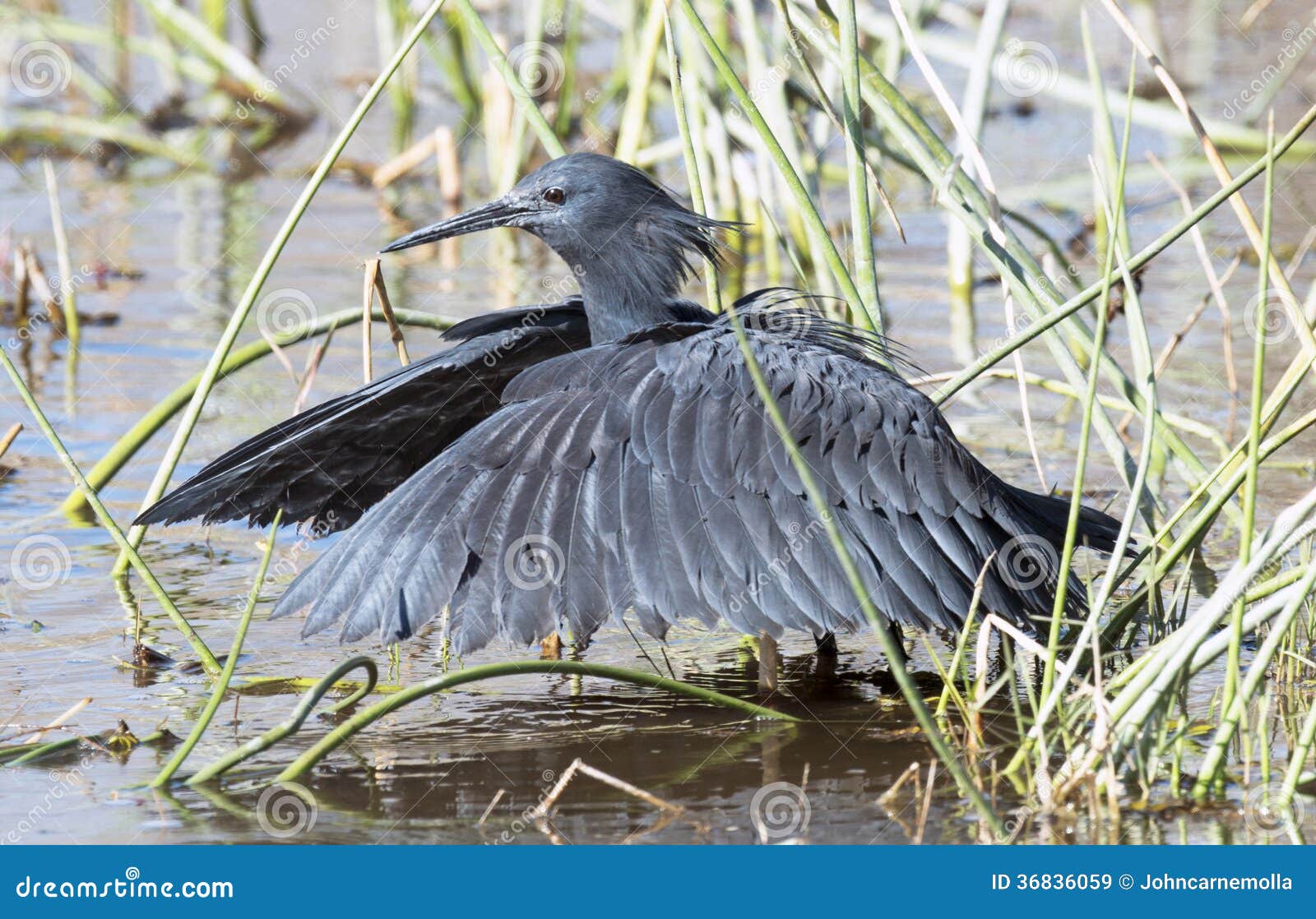 Garza negra imagen de archivo. Imagen de pesca, botswana - 36836059