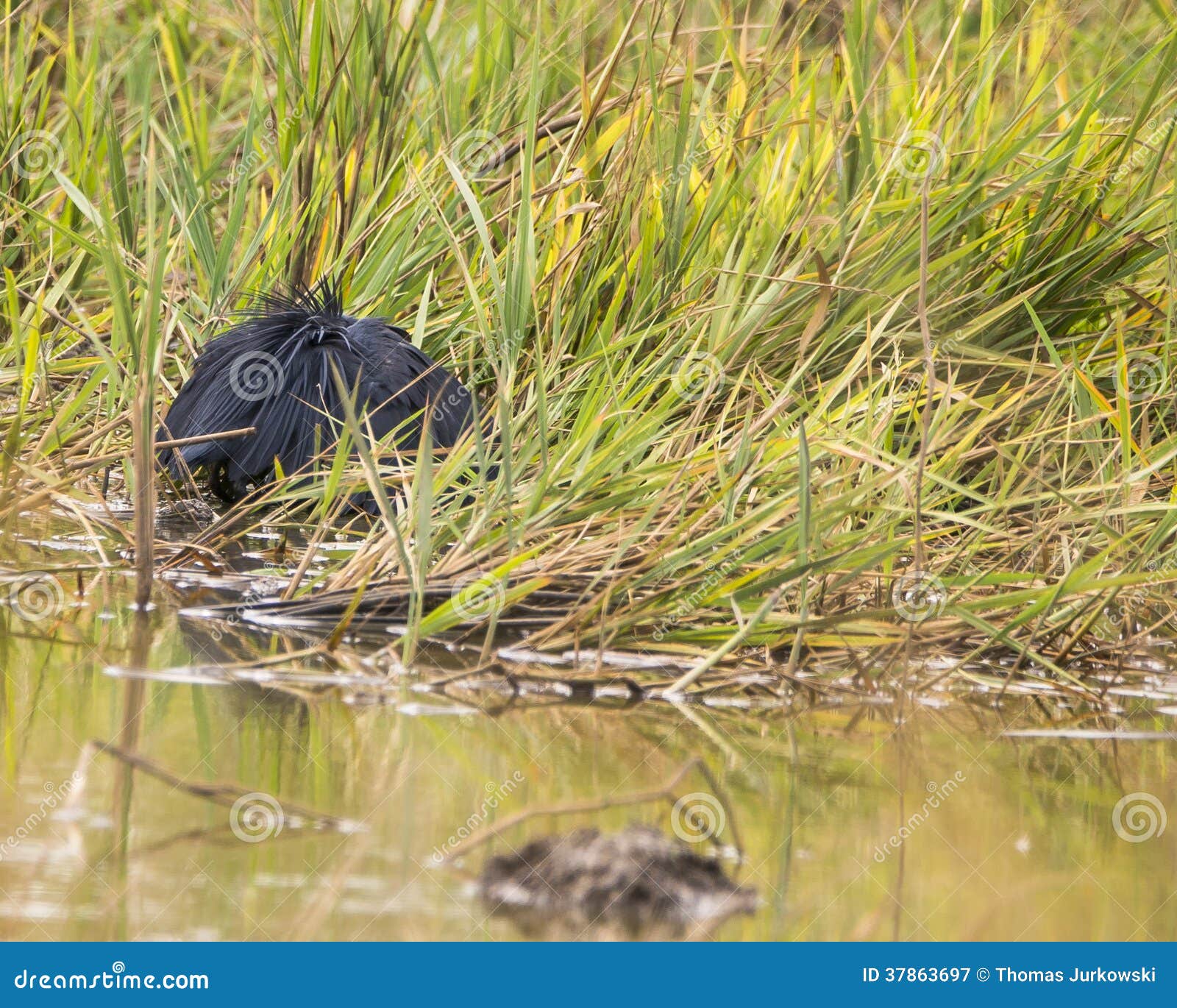 Garza negra imagen de archivo. Imagen de cubierto, alimento - 37863697