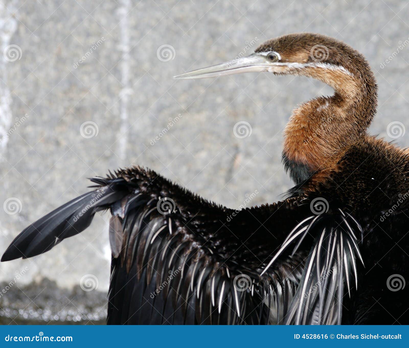 Garza negra foto de archivo. Imagen de salvaje, wildfowl - 4528616