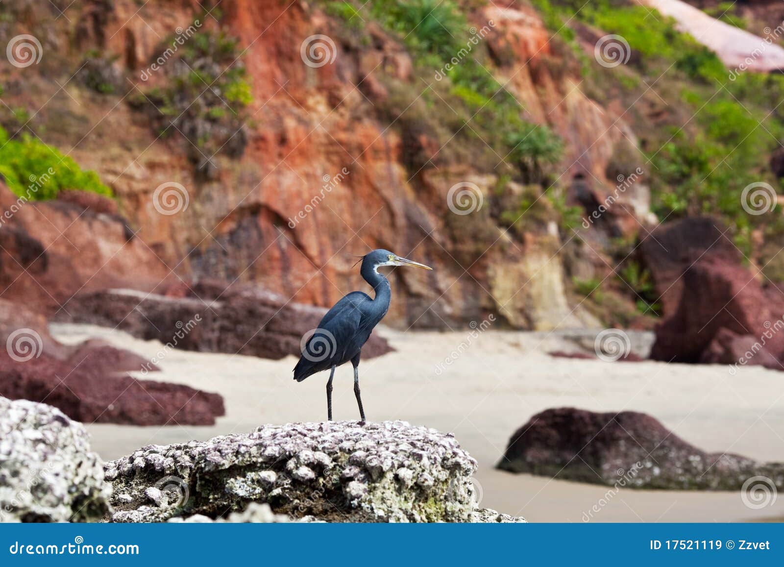 Garza Negra (ardesiaca Del Egretta) Imagen de archivo - Imagen de ...