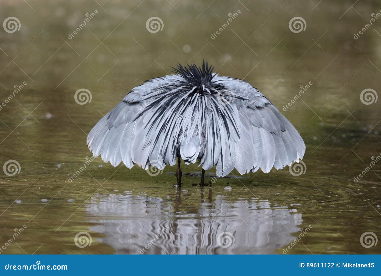 Garza Negra, Ardesiaca Del Egretta Foto de archivo - Imagen de agua ...