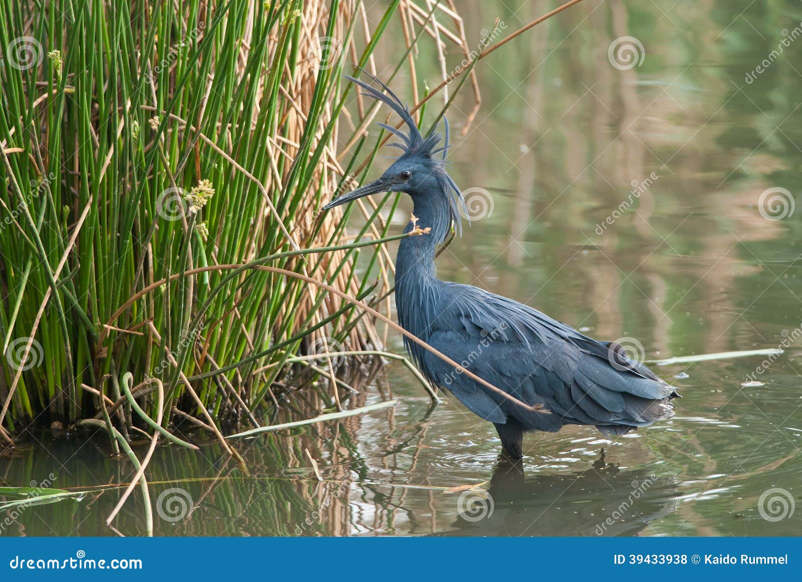 Garza negra en agua foto de archivo. Imagen de contemplar - 39433938