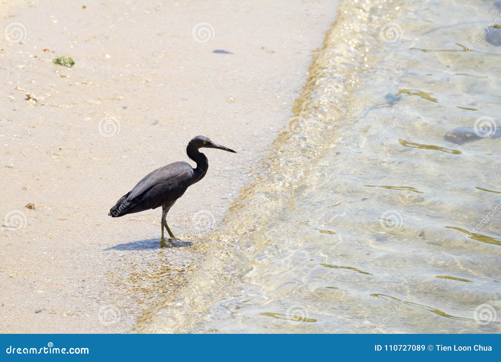 Garza negra en la playa imagen de archivo. Imagen de alas - 110727089