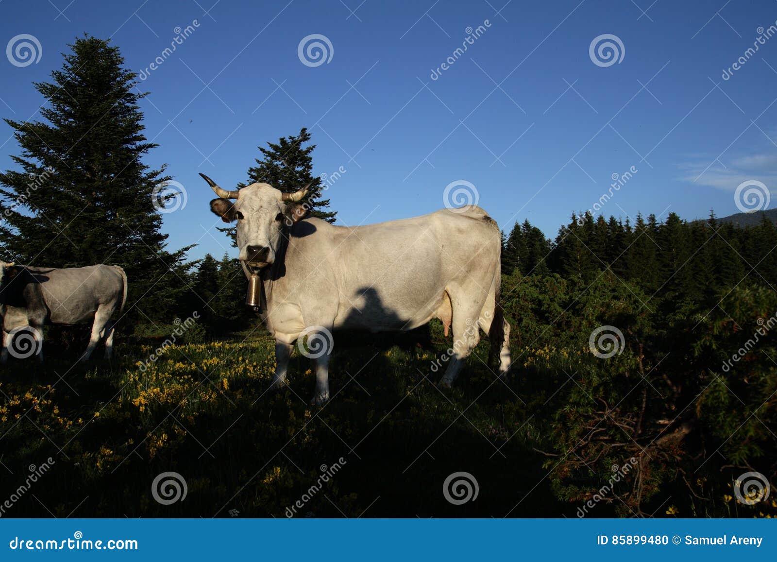 Gascon cow in Pyrenees stock photo. Image of animal, biodiversity ...