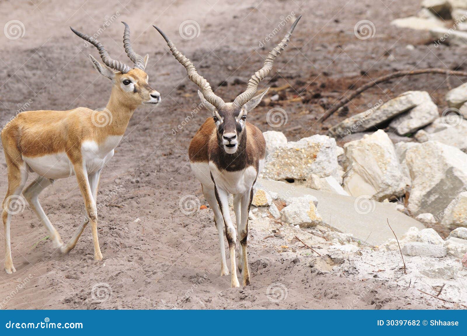 Gasell arkivfoto. Bild av gazelle, slättar, medf8ort - 30397682