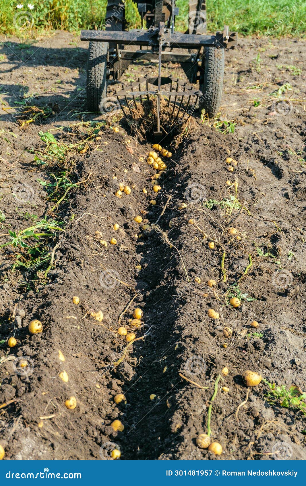Gasoline Cultivator With Plow Potato Digger Makes Furrow In Soil Of ...