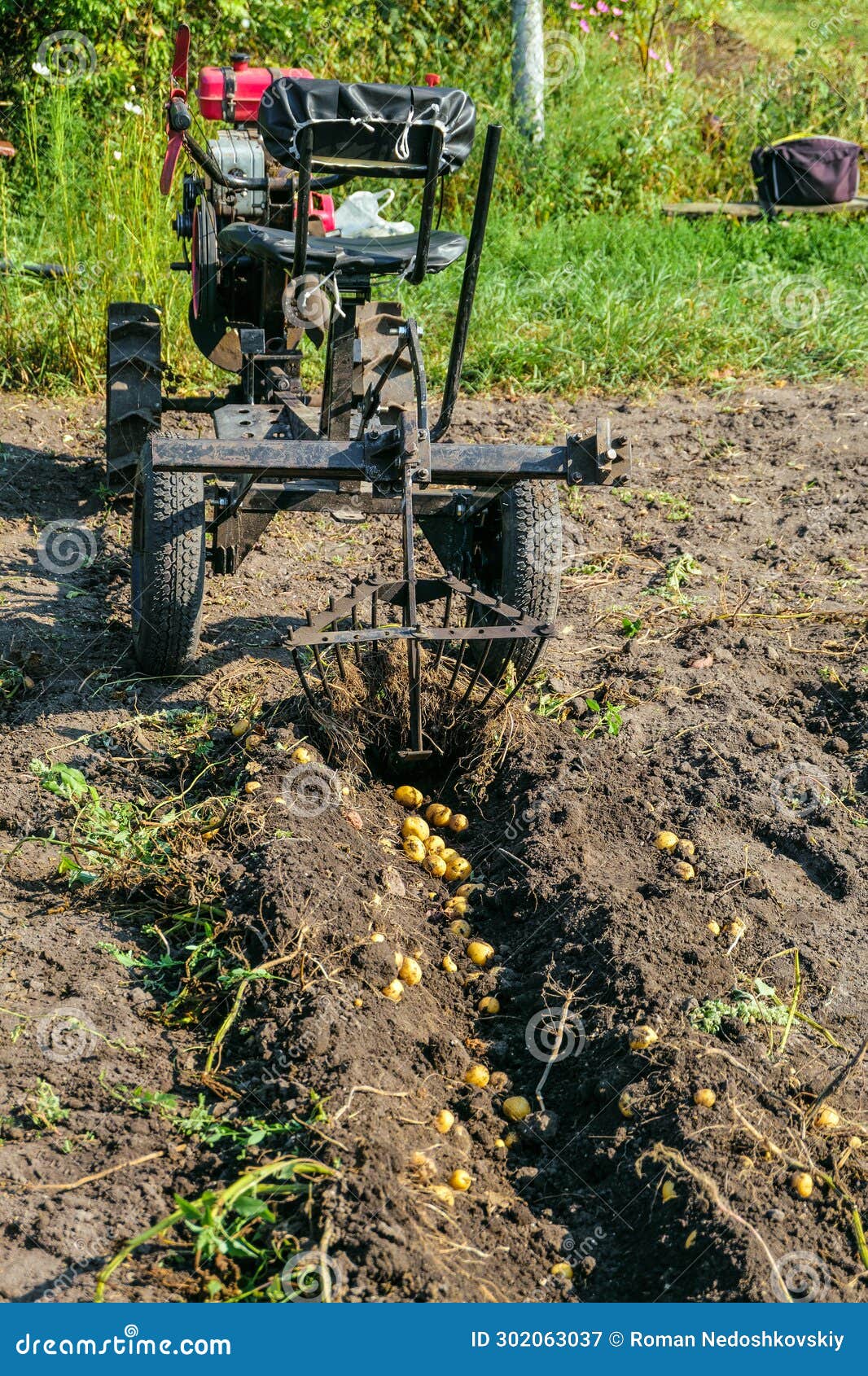 Potato On Plow Disc Cooker. Stock Photo | CartoonDealer.com #232794774