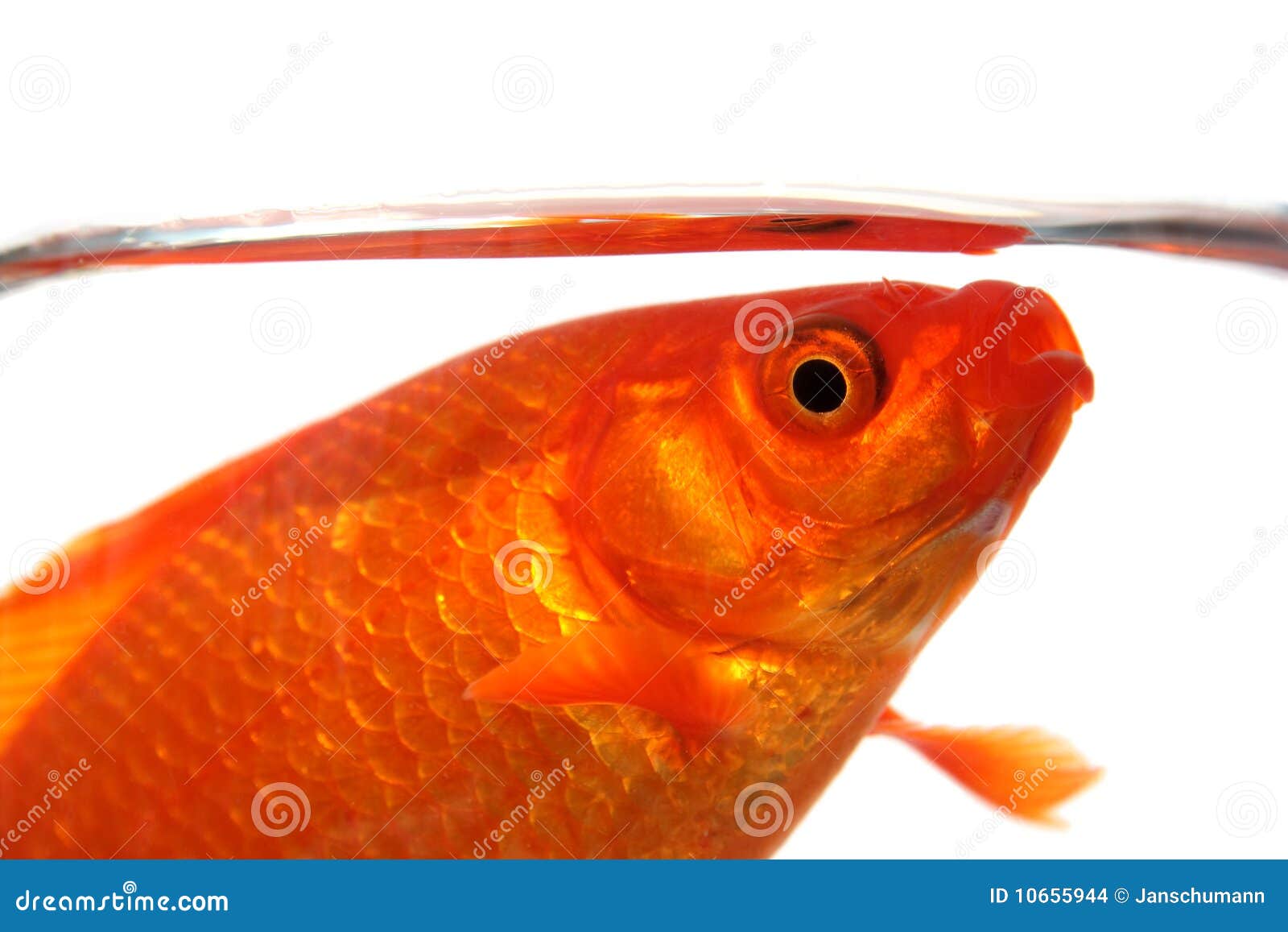 Gasp for breath stock photo. Image of shortage, pant - 10655944