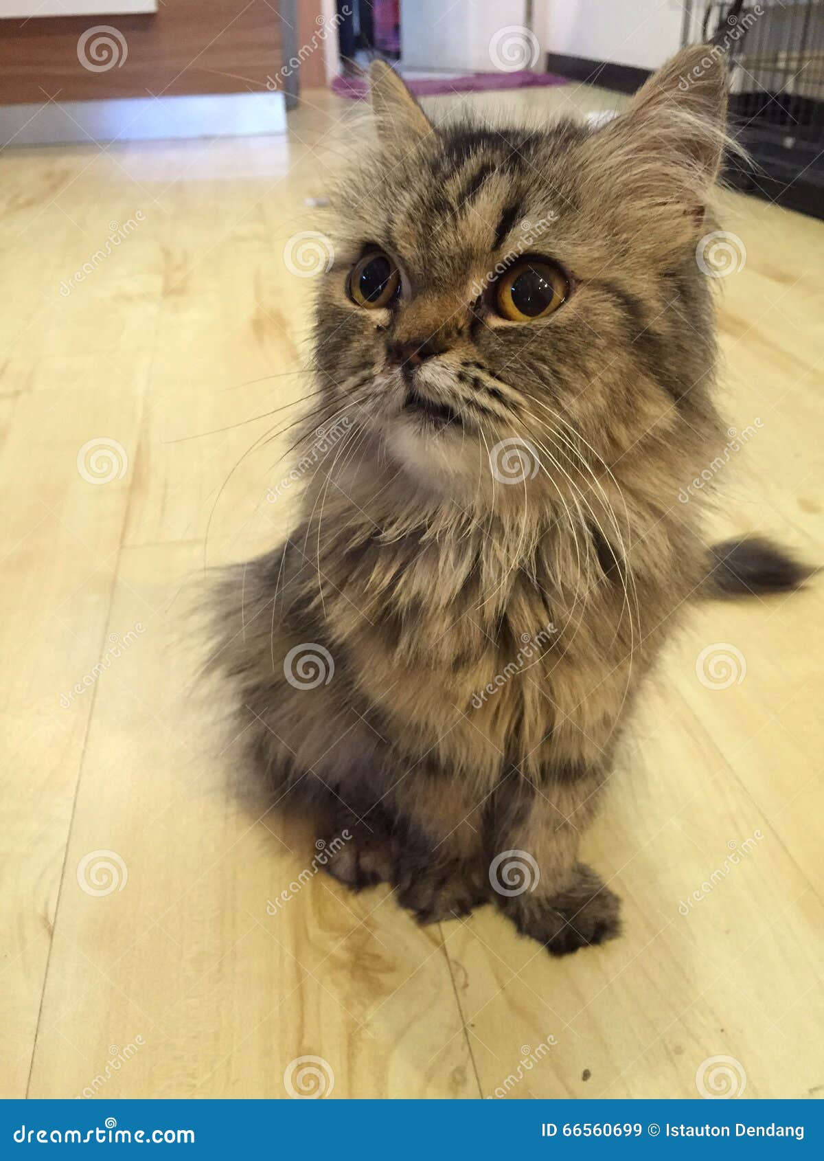 Gasped Cat stock image. Image of cute, gasped, eyes, animals - 66560699
